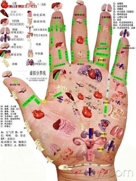 中医手诊图释